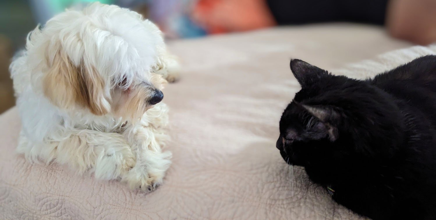 Solve Ava and Willow 8-24-2023 jigsaw puzzle online with 231 pieces