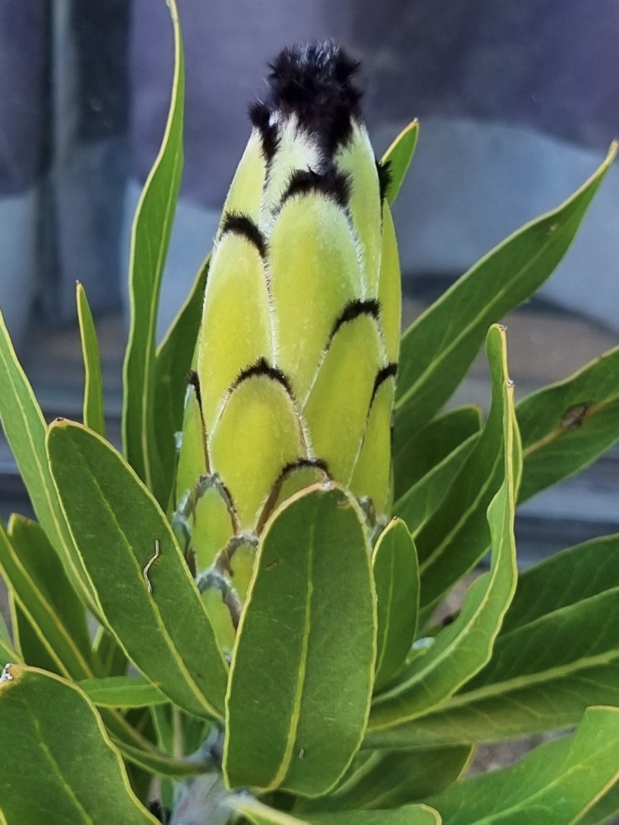 Solve Update jigsaw puzzle online with 30 pieces