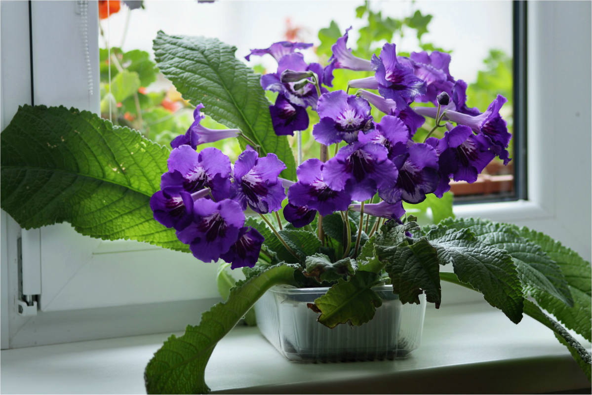 Solve streptocarpus-toÅ ivka jigsaw puzzle online with 77 pieces