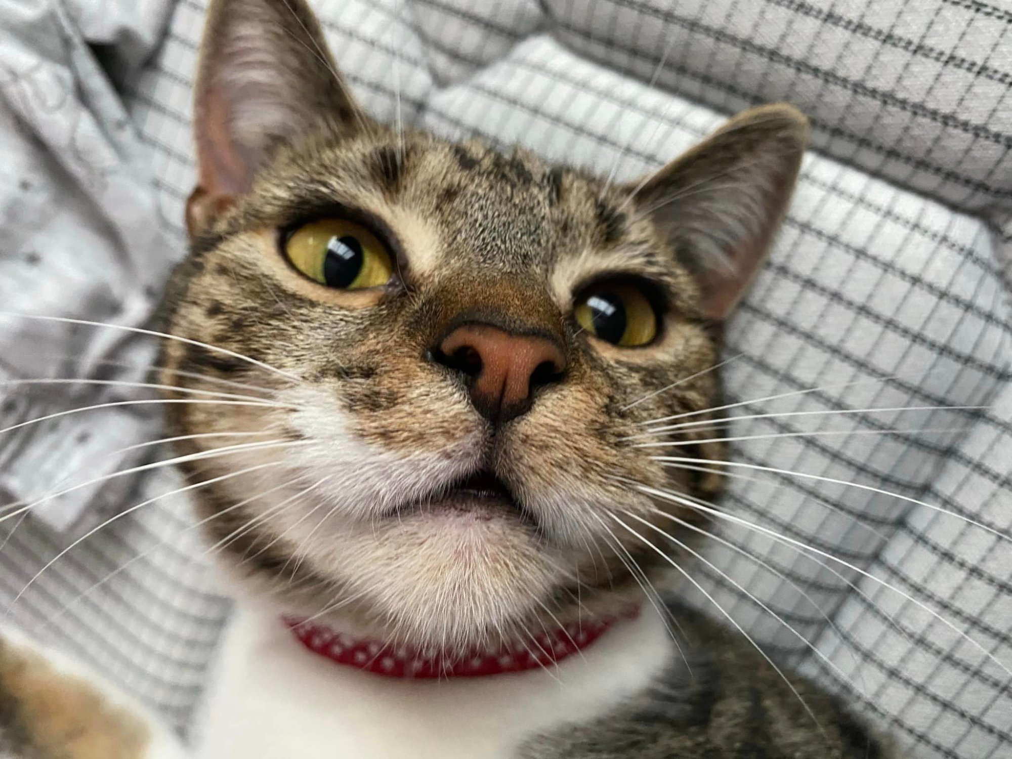 Solve cat jigsaw puzzle online with 130 pieces