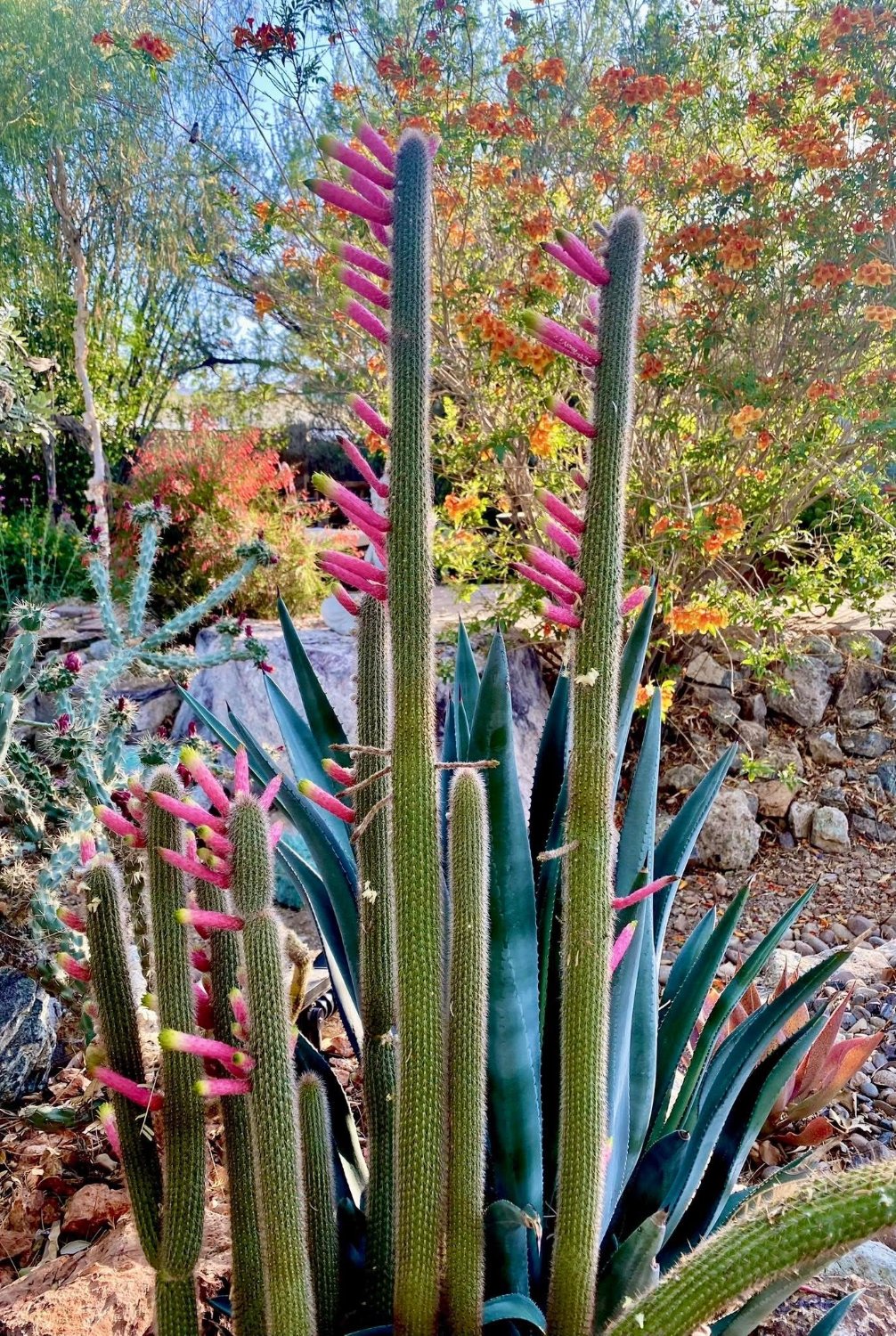 Solve Cactus Garden jigsaw puzzle online with 117 pieces