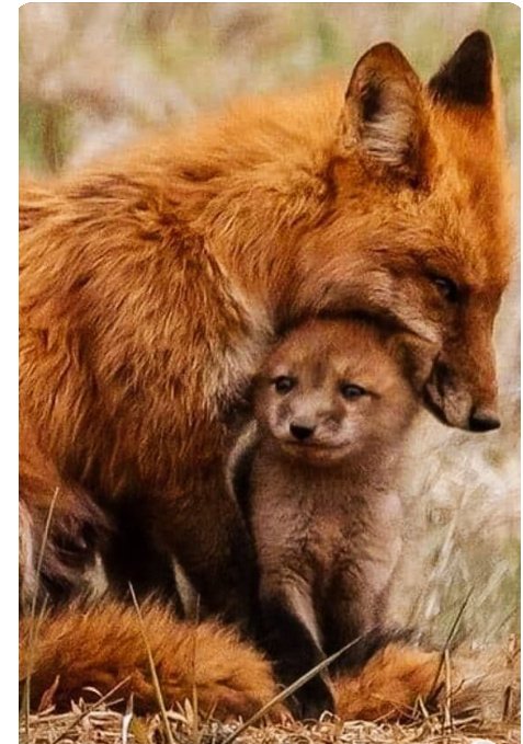 Solve Momma Fox & Her Kit jigsaw puzzle online with 20 pieces