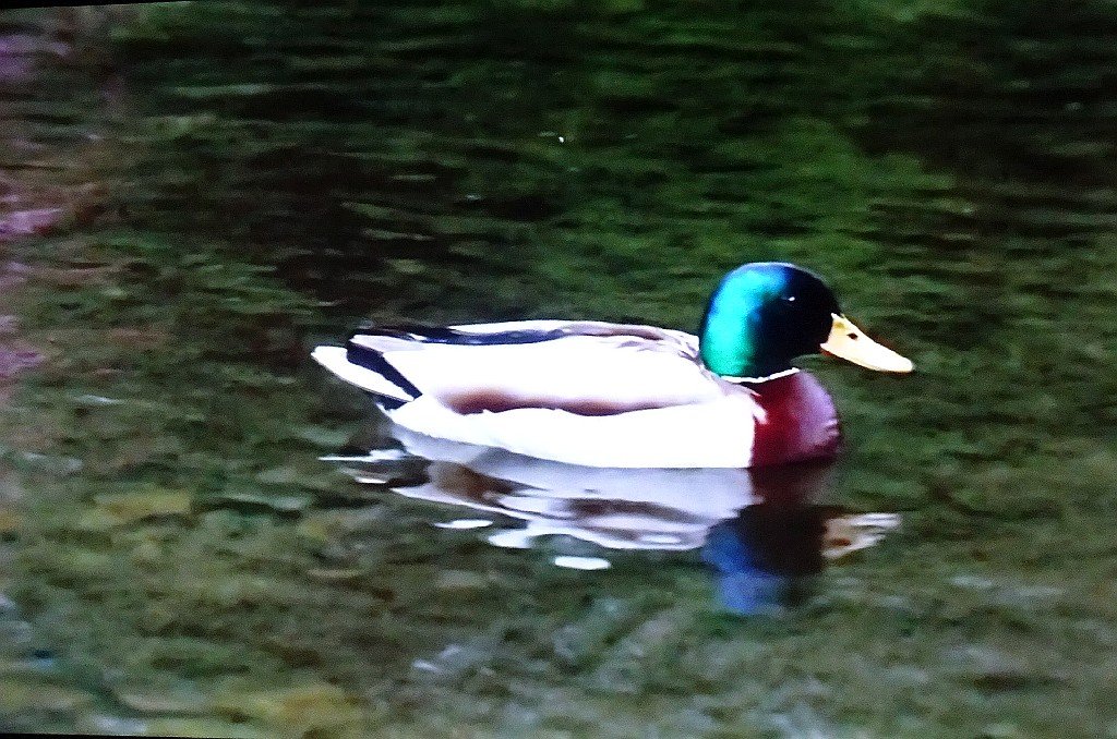 Solve Pretty duck jigsaw puzzle online with 40 pieces