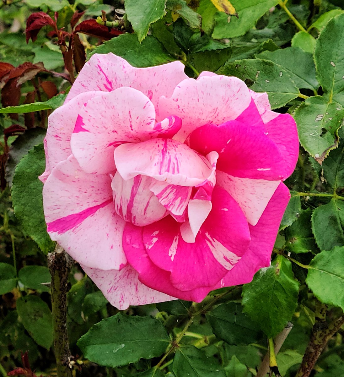 Solve Mottled Rose Blossom jigsaw puzzle online with 36 pieces