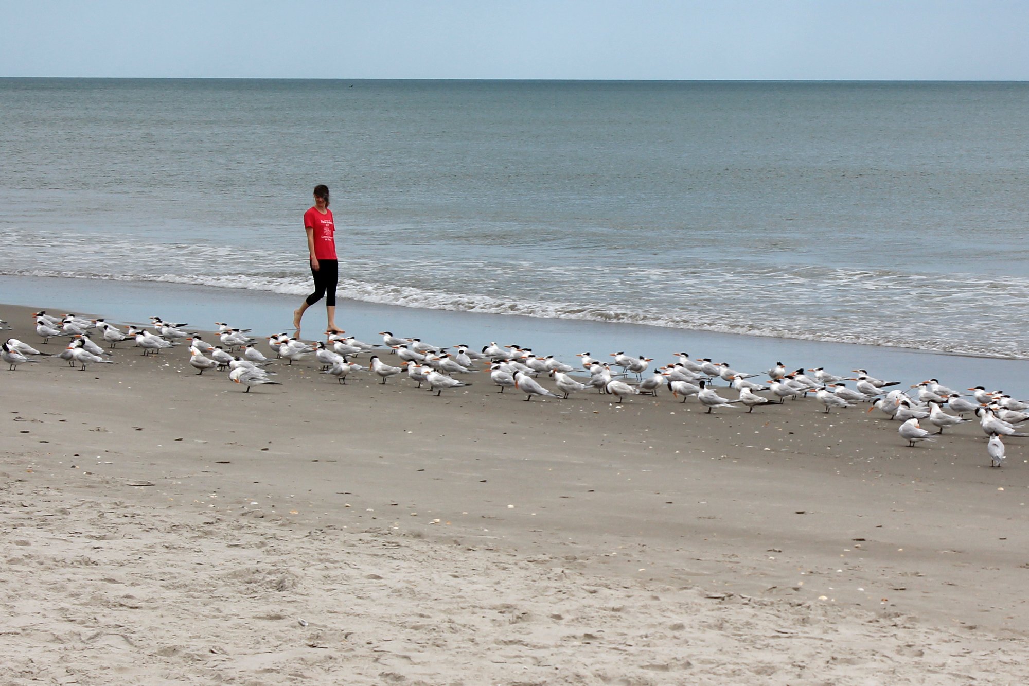 Solve A walker admiring the royal terns, who like to stand together ...