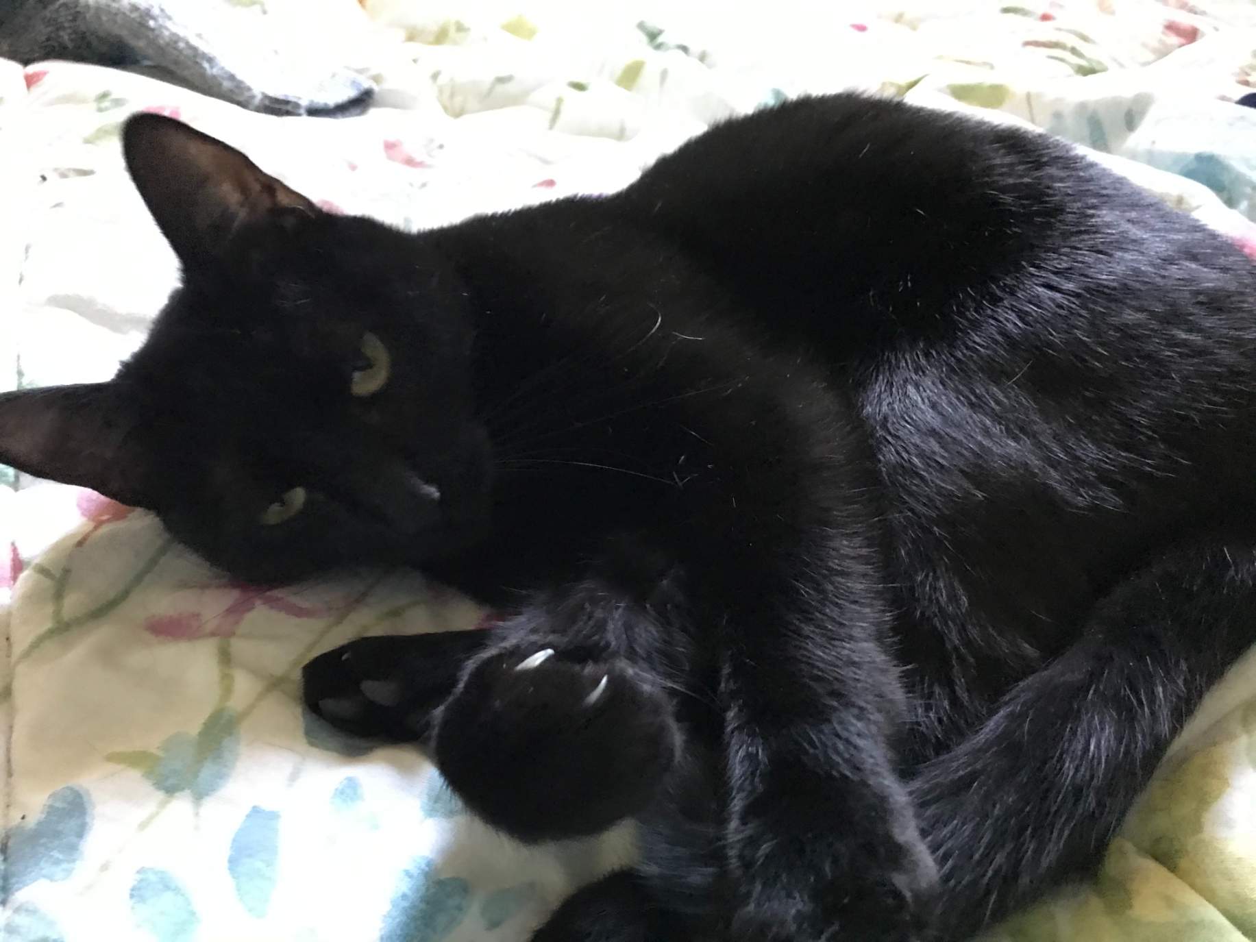 Solve relaxed kitty jigsaw puzzle online with 176 pieces