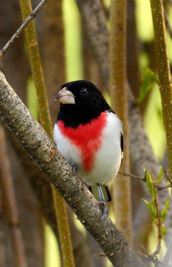 Solve red-breasted grosbeak jigsaw puzzle online with 24 pieces
