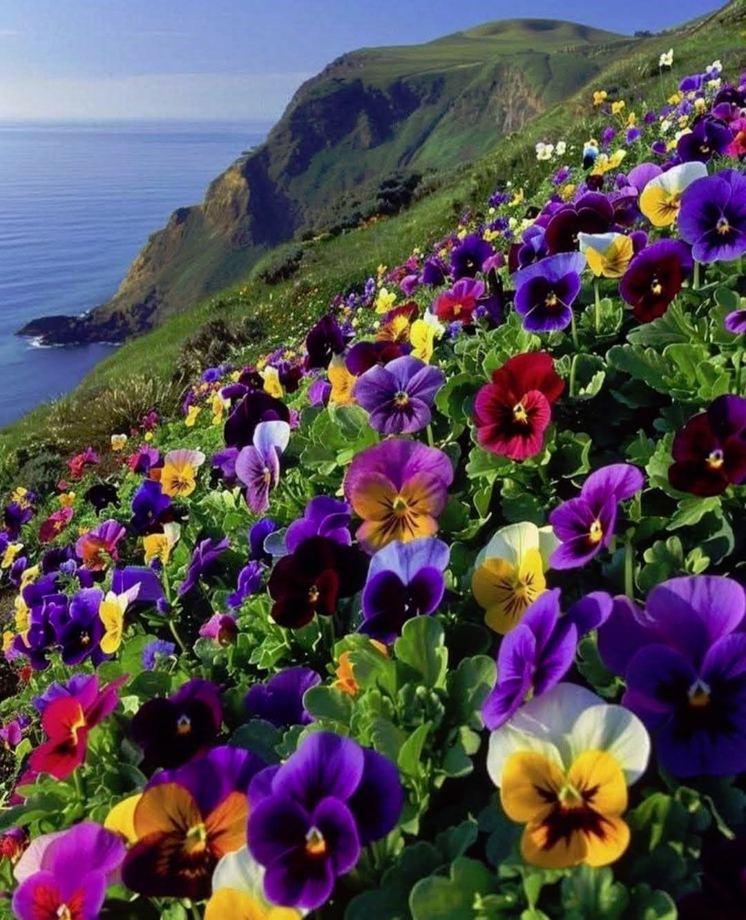 Solve Macešky... jigsaw puzzle online with 63 pieces