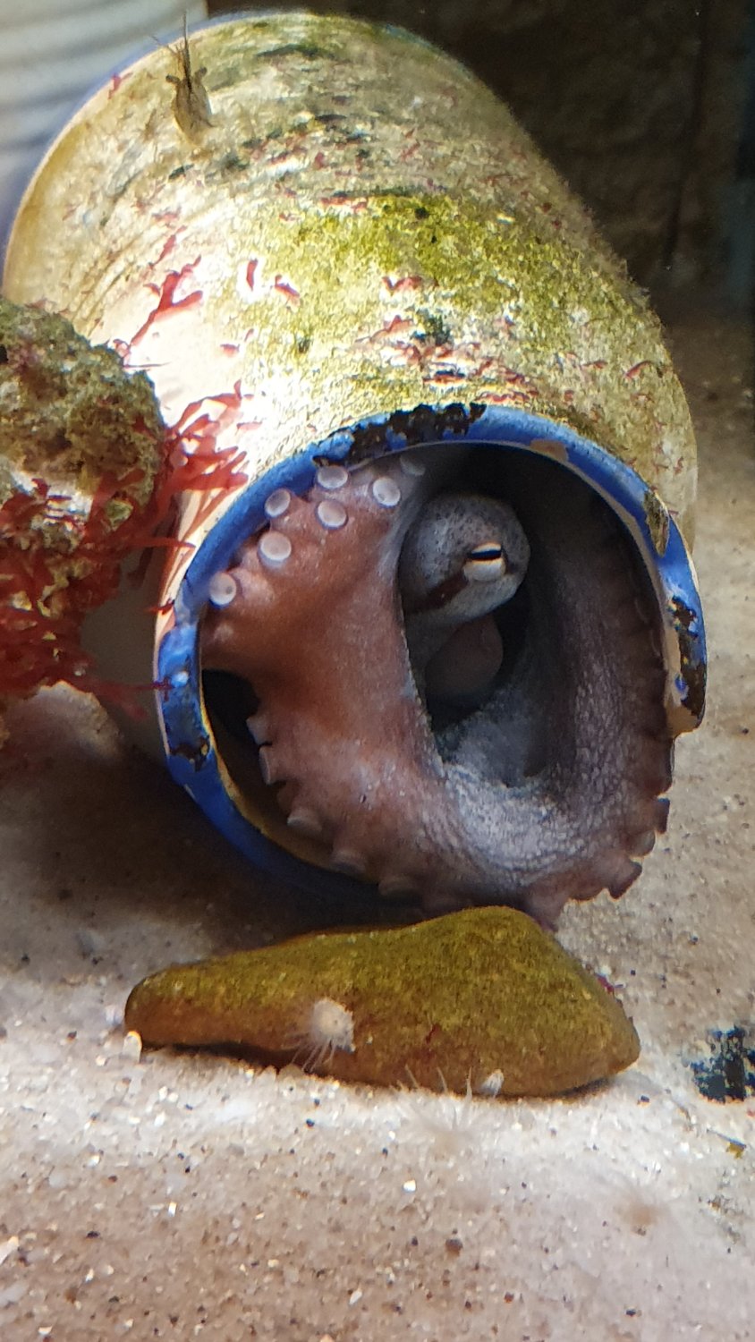 Solve hidden Octopus jigsaw puzzle online with 198 pieces