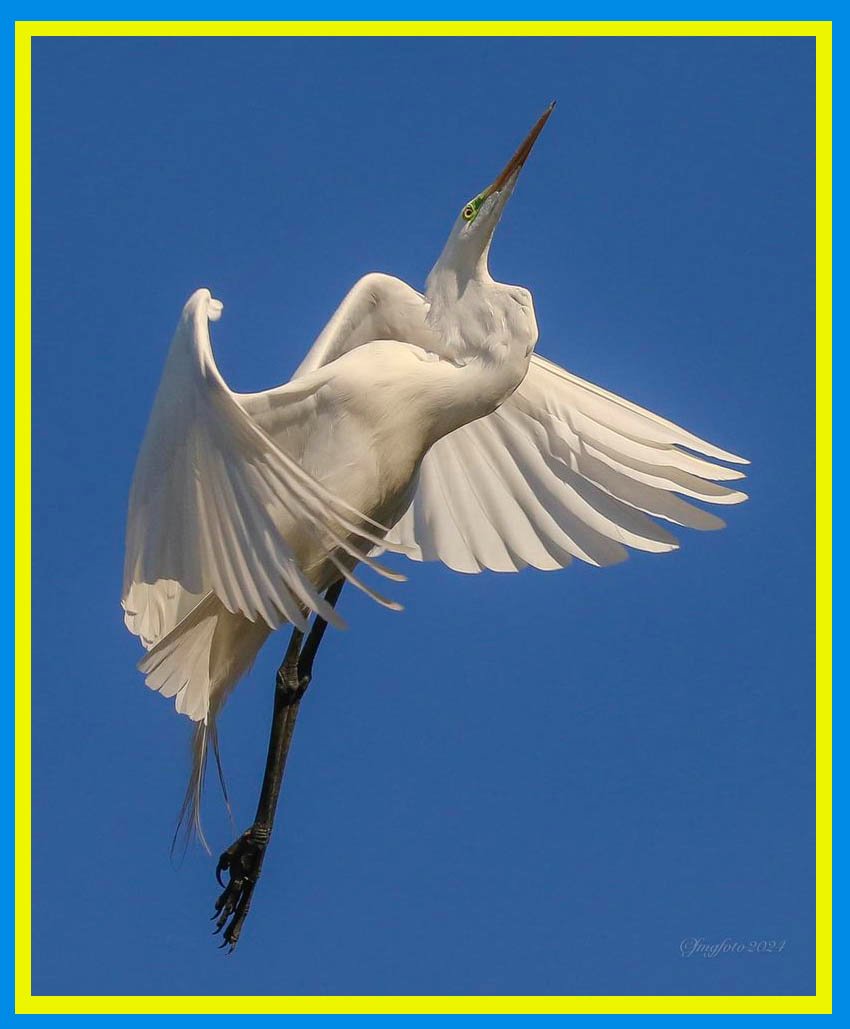 Solve Great Egret jigsaw puzzle online with 63 pieces