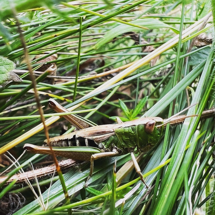 Solve Find the Grasshopper jigsaw puzzle online with 25 pieces