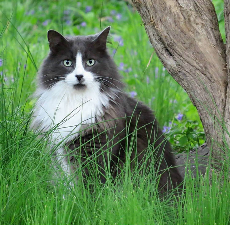 Solve Mr. Murphy jigsaw puzzle online with 16 pieces