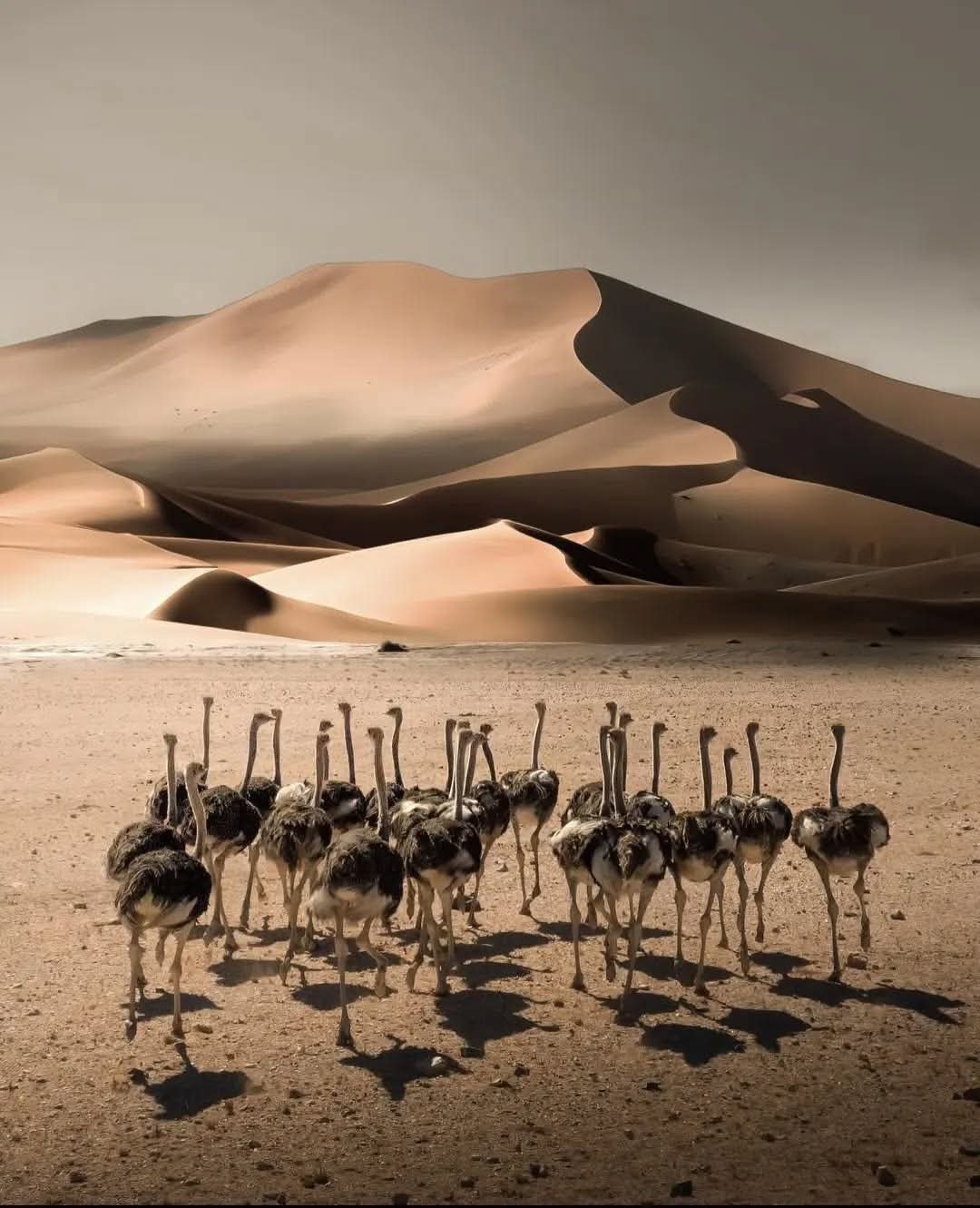 Jigsaw Puzzle | 63 pieces | Ostriches in the beautiful Namib Desert in ...