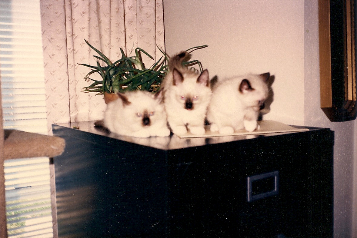 Solve Daisy's triplets! jigsaw puzzle online with 77 pieces