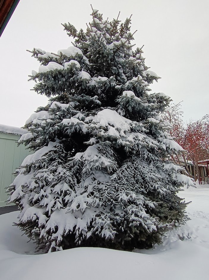 Solve Spruce Tree in the Snow February 17 2025 jigsaw puzzle online ...
