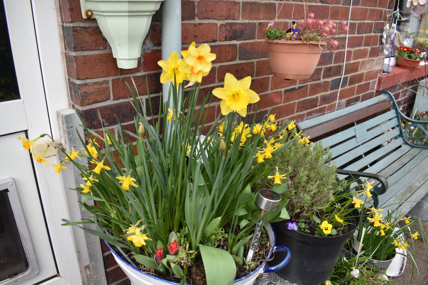 Solve The first tulips make an appearance jigsaw puzzle online with 12 ...