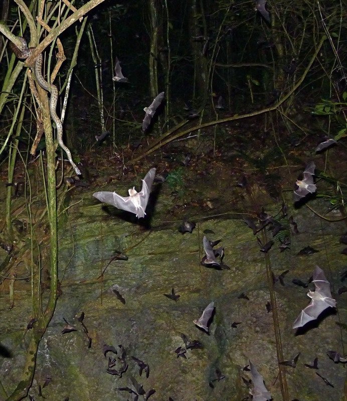 Solve bats and boa jigsaw puzzle online with 120 pieces