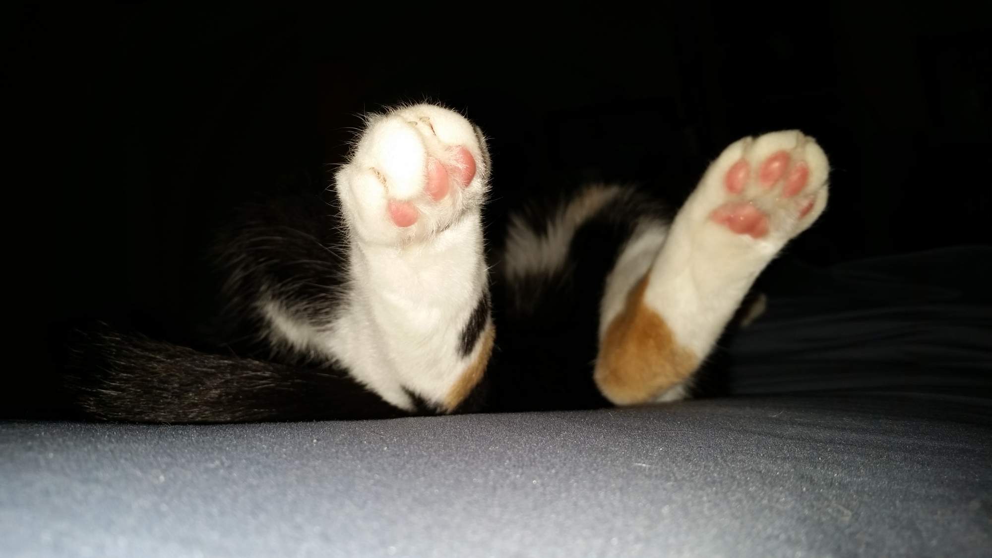 Solve Toe Beans jigsaw puzzle online with 220 pieces