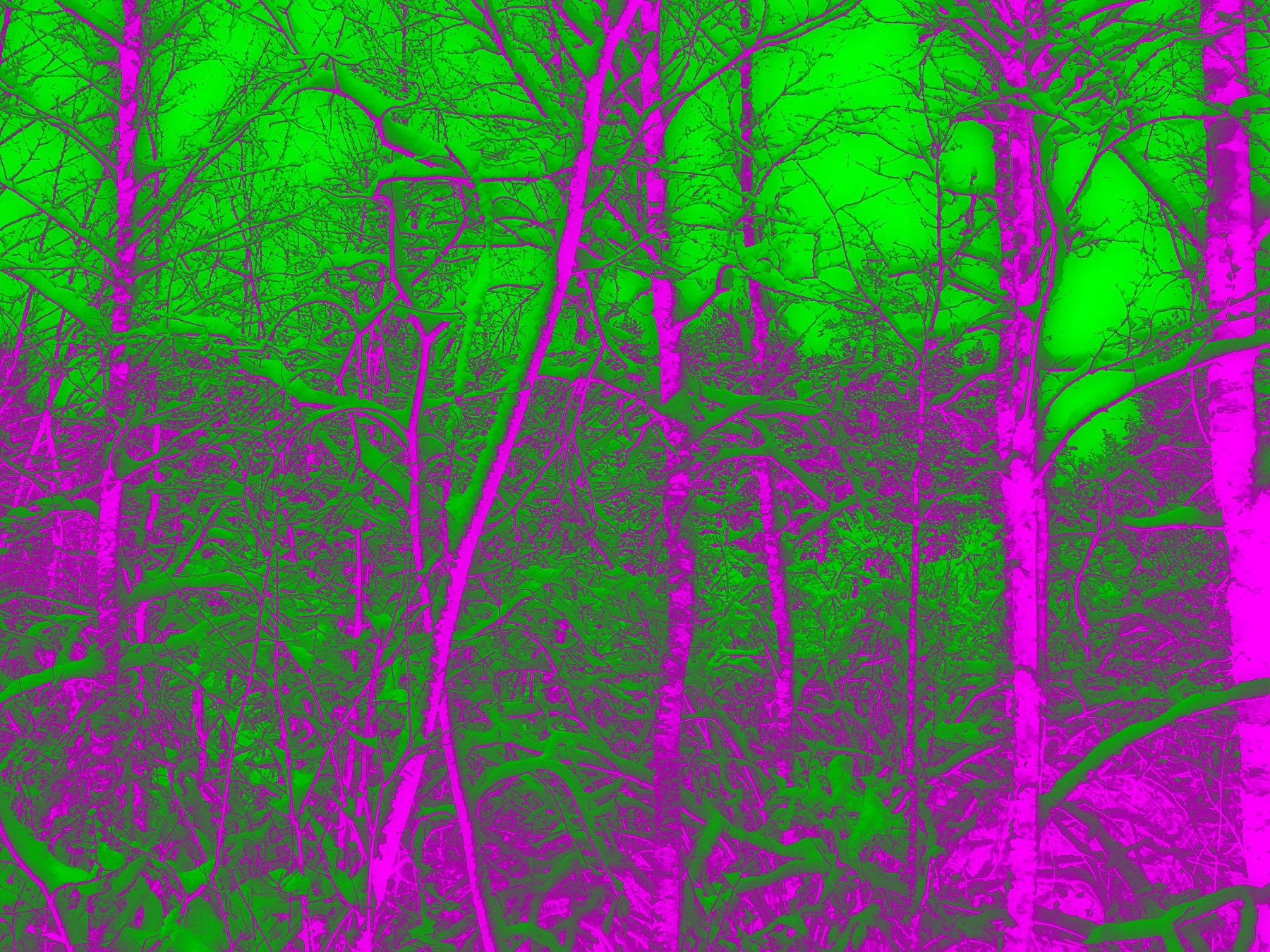 Solve Acid Forest jigsaw puzzle online with 63 pieces
