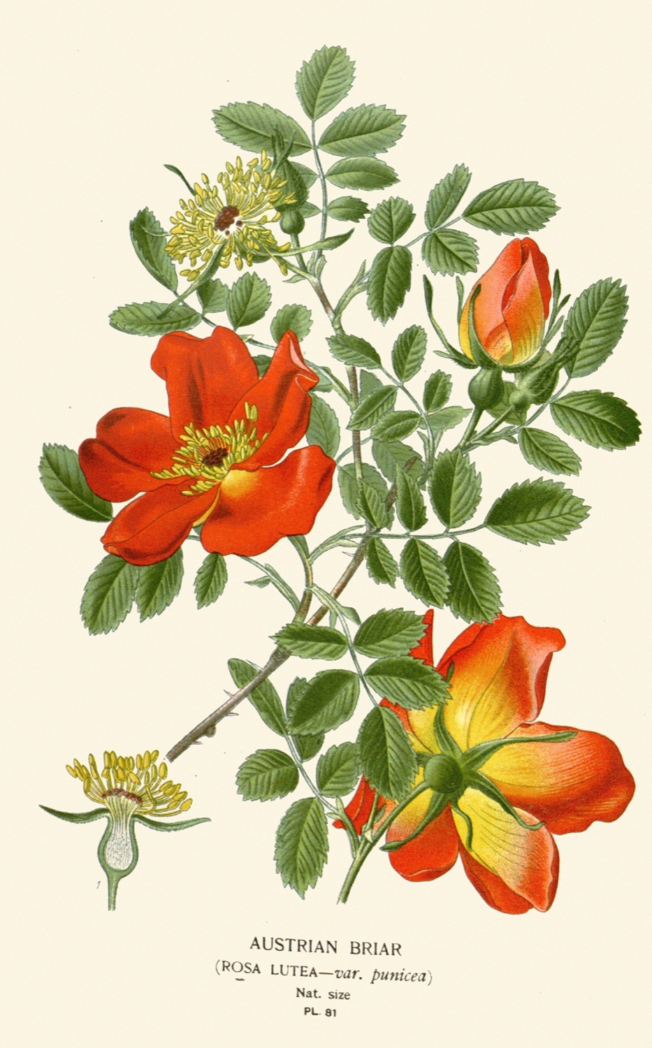 Solve Edward Step - Austrian Briar (Rosa lutea) jigsaw puzzle online ...