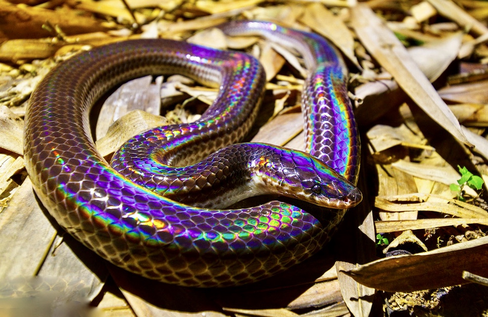 Solve Sunbeam snake! jigsaw puzzle online with 117 pieces