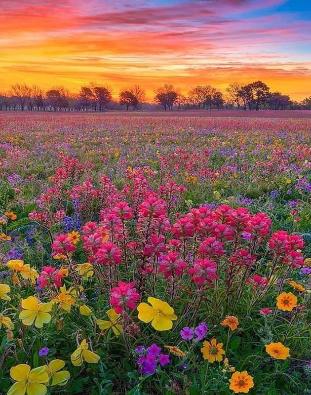 Solve Flowery Sunset jigsaw puzzle online with 80 pieces