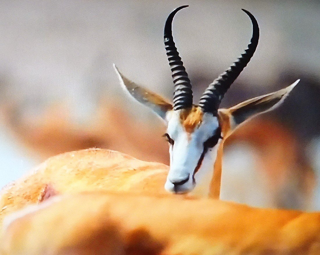 Jigsaw Puzzle | 30 pieces | Springbok, gazelle, a very pretty face | Jigidi