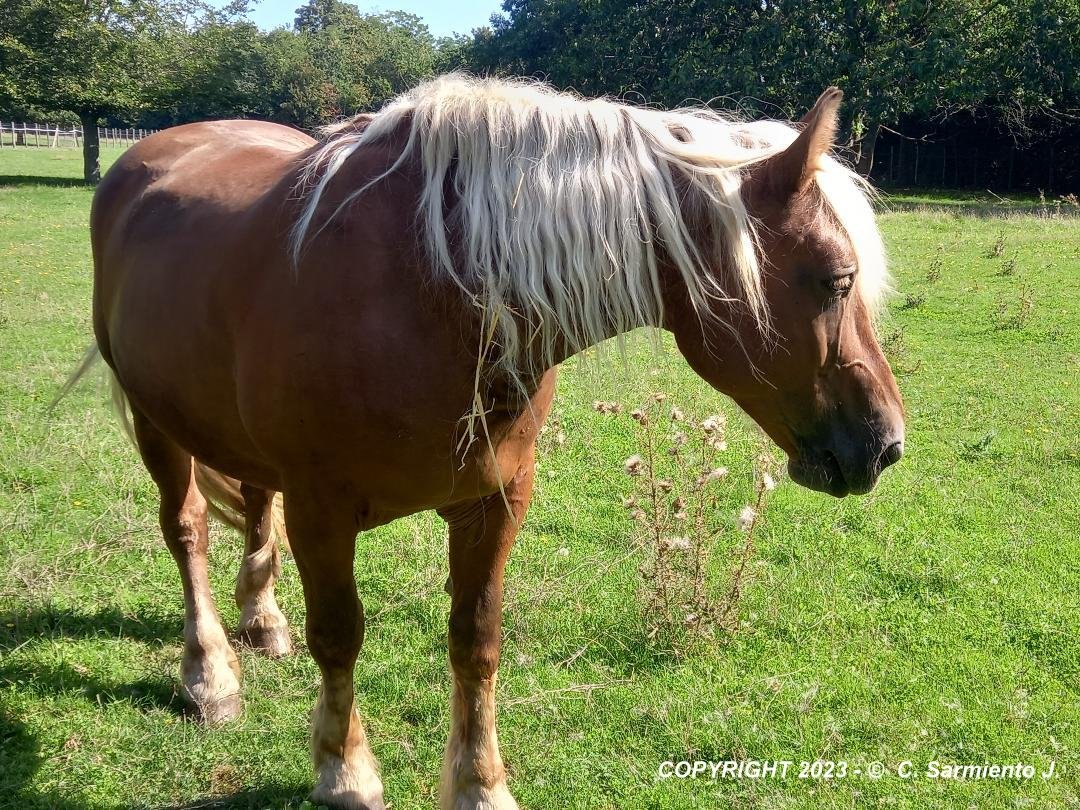 Solve MORNING WALK – Comtois Horses 3 jigsaw puzzle online with 204 pieces