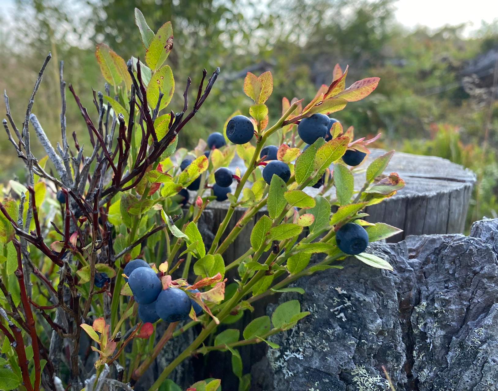 Solve Blueberries jigsaw puzzle online with 221 pieces