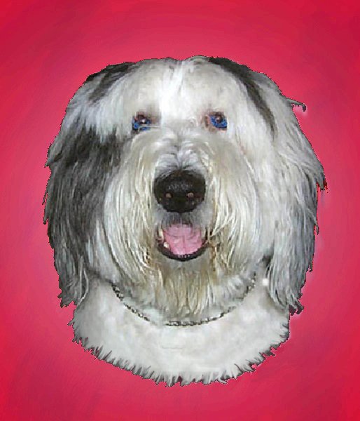 Solve Sherman, Blue-eyed OE Sheepdog jigsaw puzzle online with 90 pieces