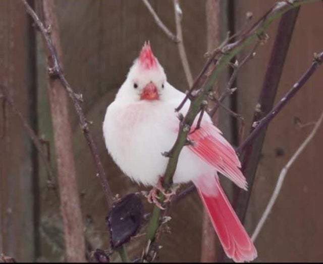 Solve A rare white cardinal was spotted in TN jigsaw puzzle online with ...