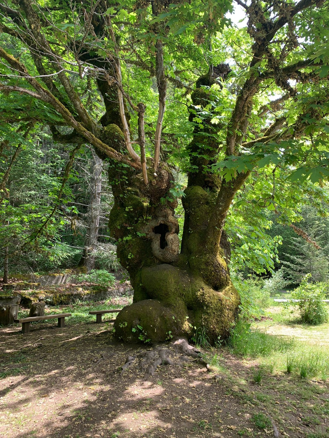 Solve A very old maple at Tod Inlet in Vancouver Island jigsaw puzzle ...