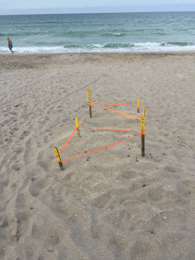 Solve Turtle Nest jigsaw puzzle online with 30 pieces