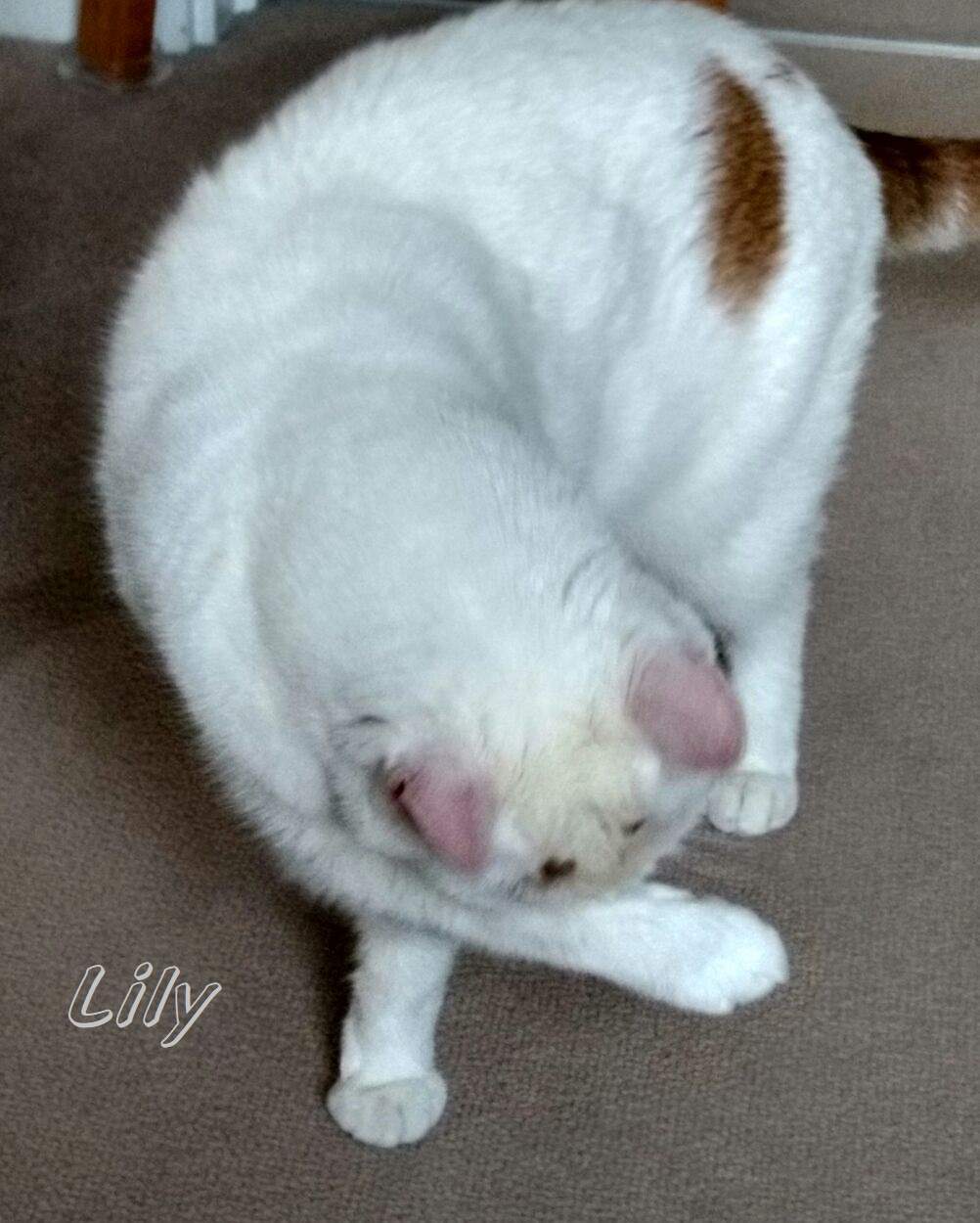 Solve Lily 0048 - Line dancing and the eyebrows jigsaw puzzle online ...