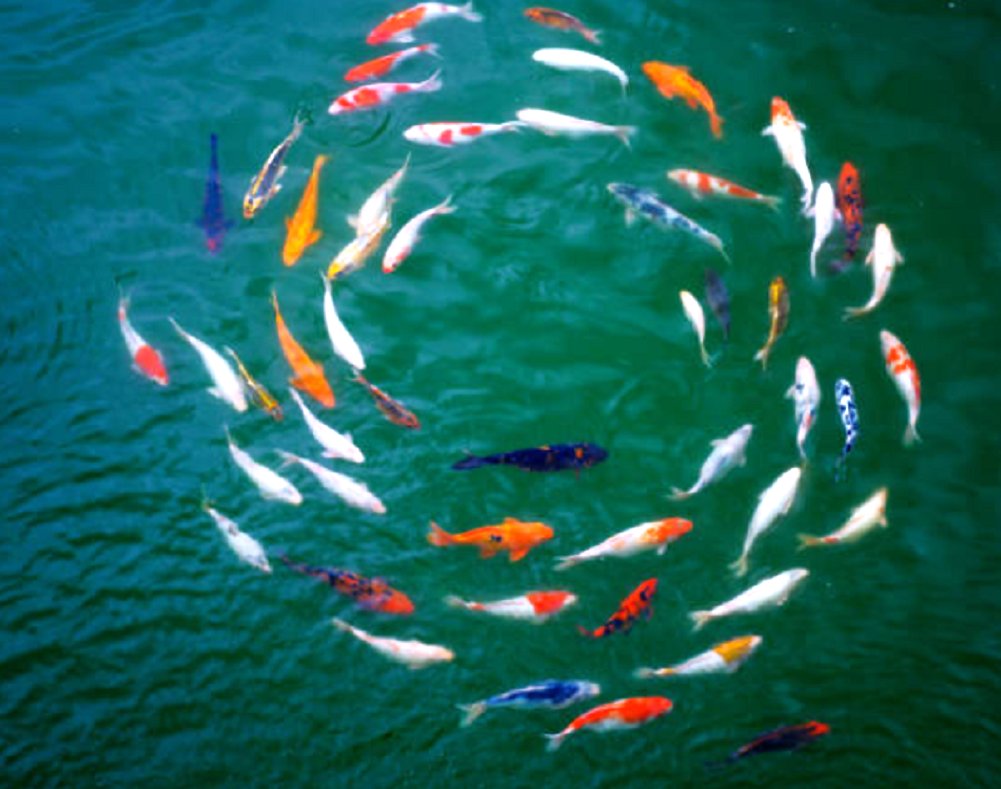 Solve "Circle of Fins" jigsaw puzzle online with 48 pieces