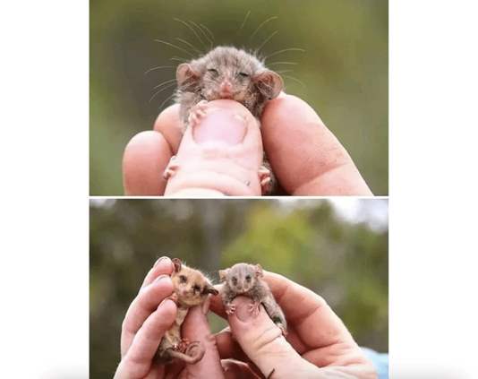 Solve Australian Pygmy Possum Jigsaw Puzzle Online With 48 Pieces 