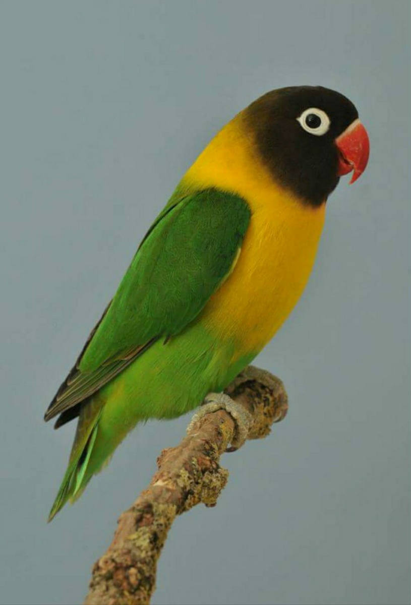 Solve papousek jigsaw puzzle online with 280 pieces