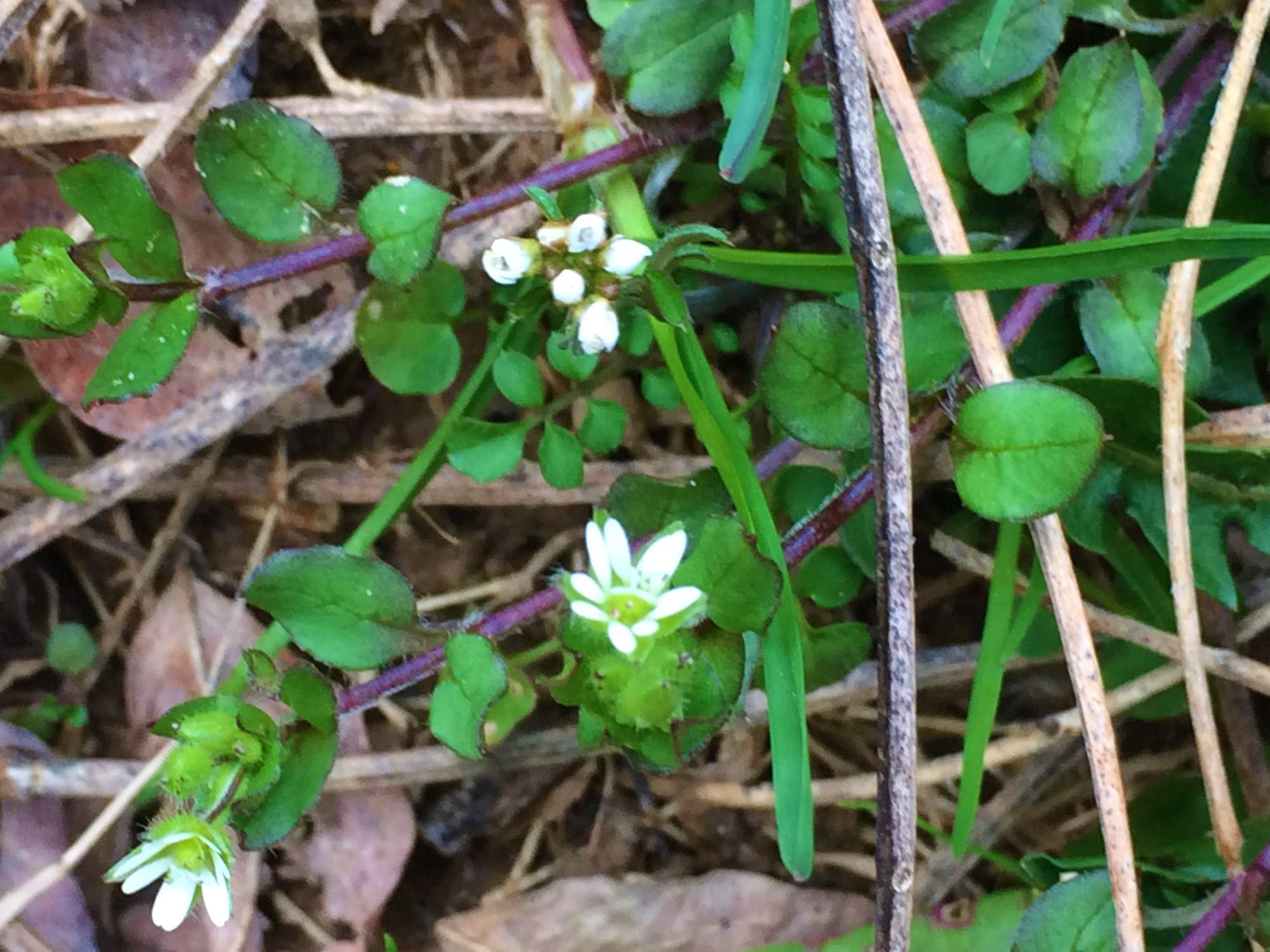 Solve itty bitty blossoms--more challenging jigsaw puzzle online with ...