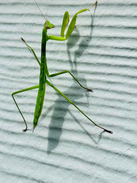 Solve Praying Mantis jigsaw puzzle online with 35 pieces