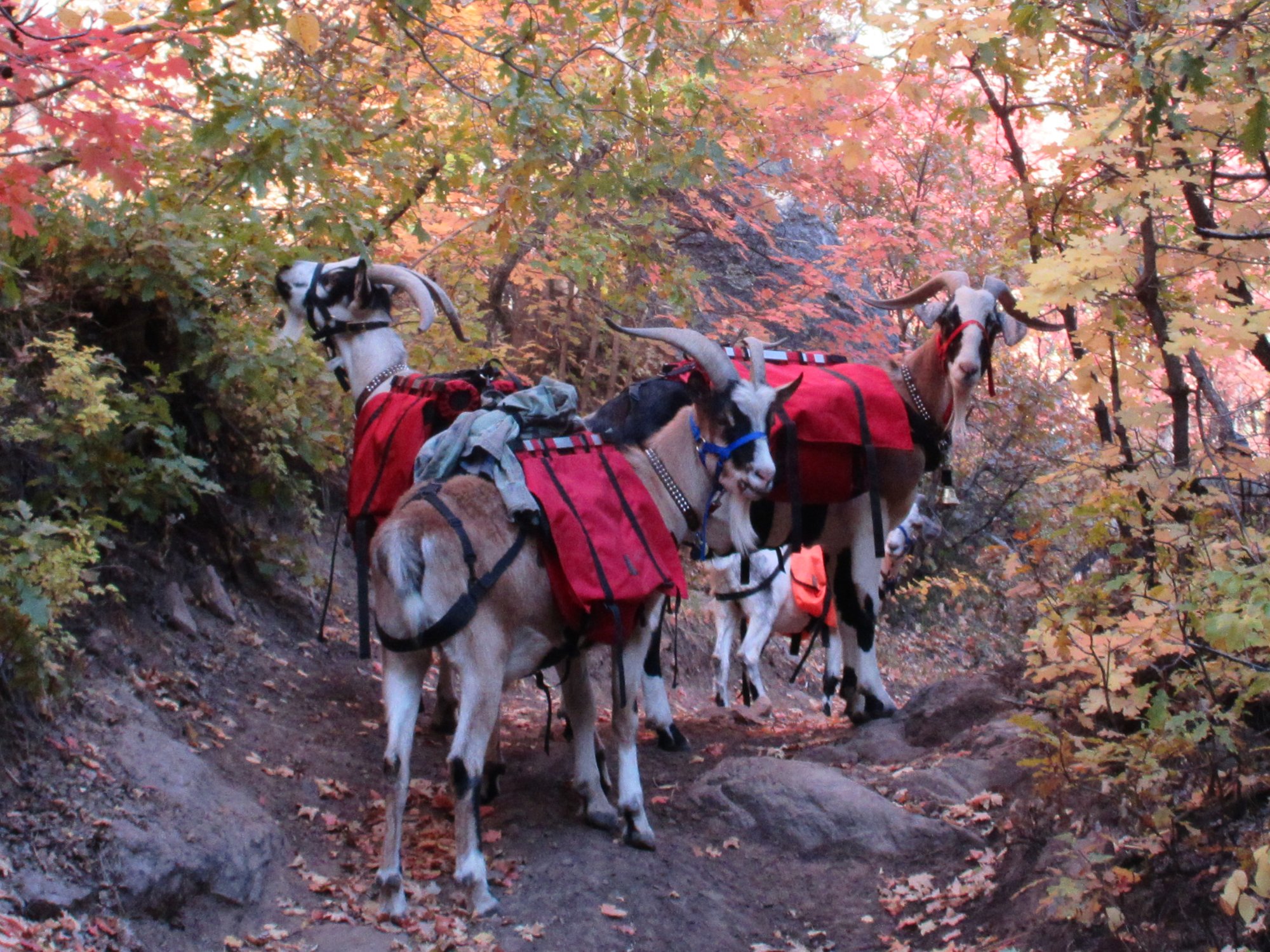 Solve Packgoats in Fall Foliage - Monticello, UT jigsaw puzzle online ...