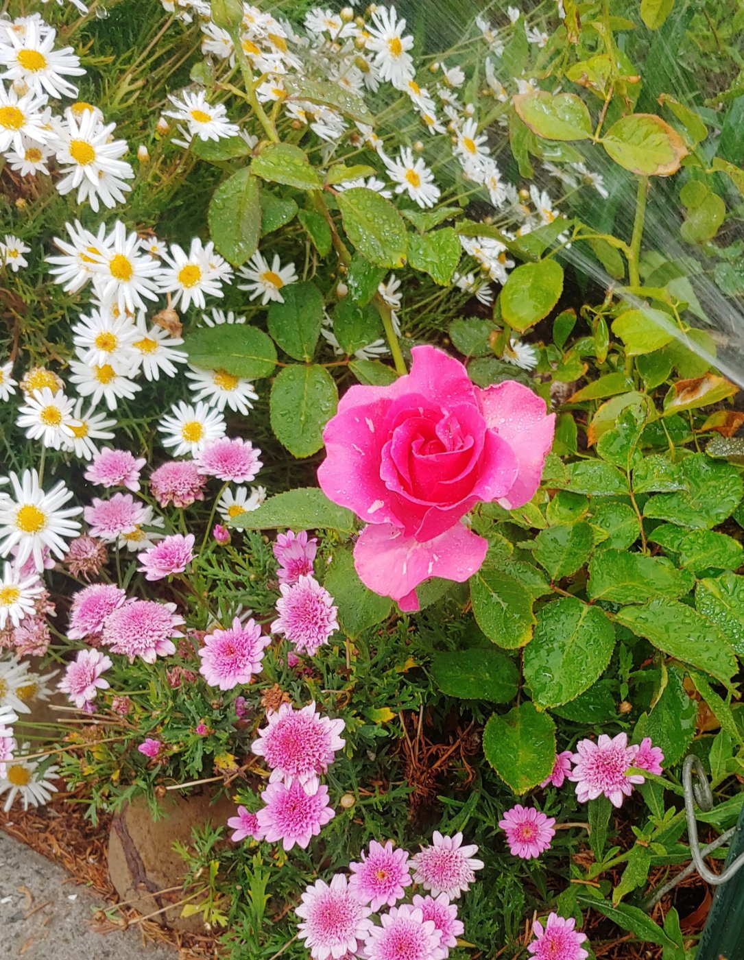 Solve Happiness is...My Garden....Lonely Rose among all the Daisies ...