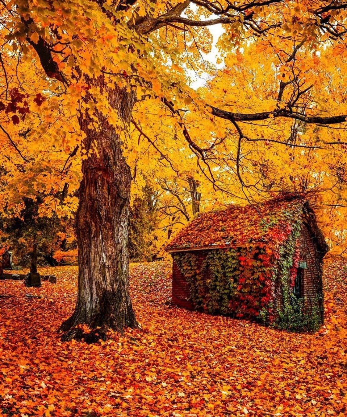 Solve Autumn jigsaw puzzle online with 63 pieces