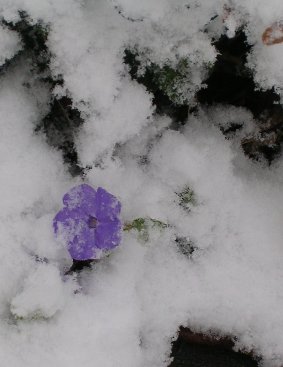 Solve Periwinkle in Snow. J Brendler jigsaw puzzle online with 30 pieces