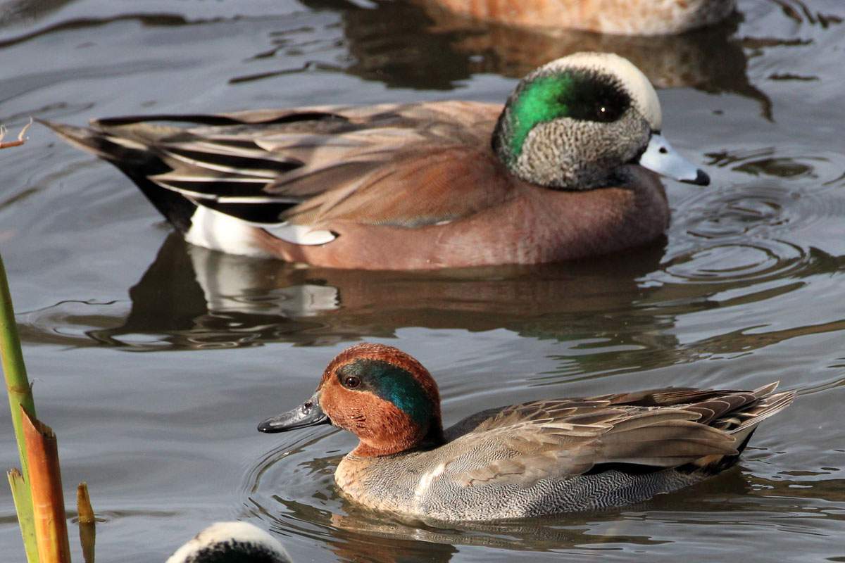 Solve Green-winged Teal and American Wigeon, Buena Vista Park, Vista ...