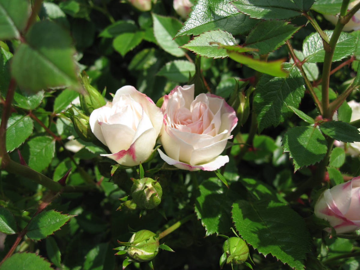 Solve Circus Rose jigsaw puzzle online with 48 pieces