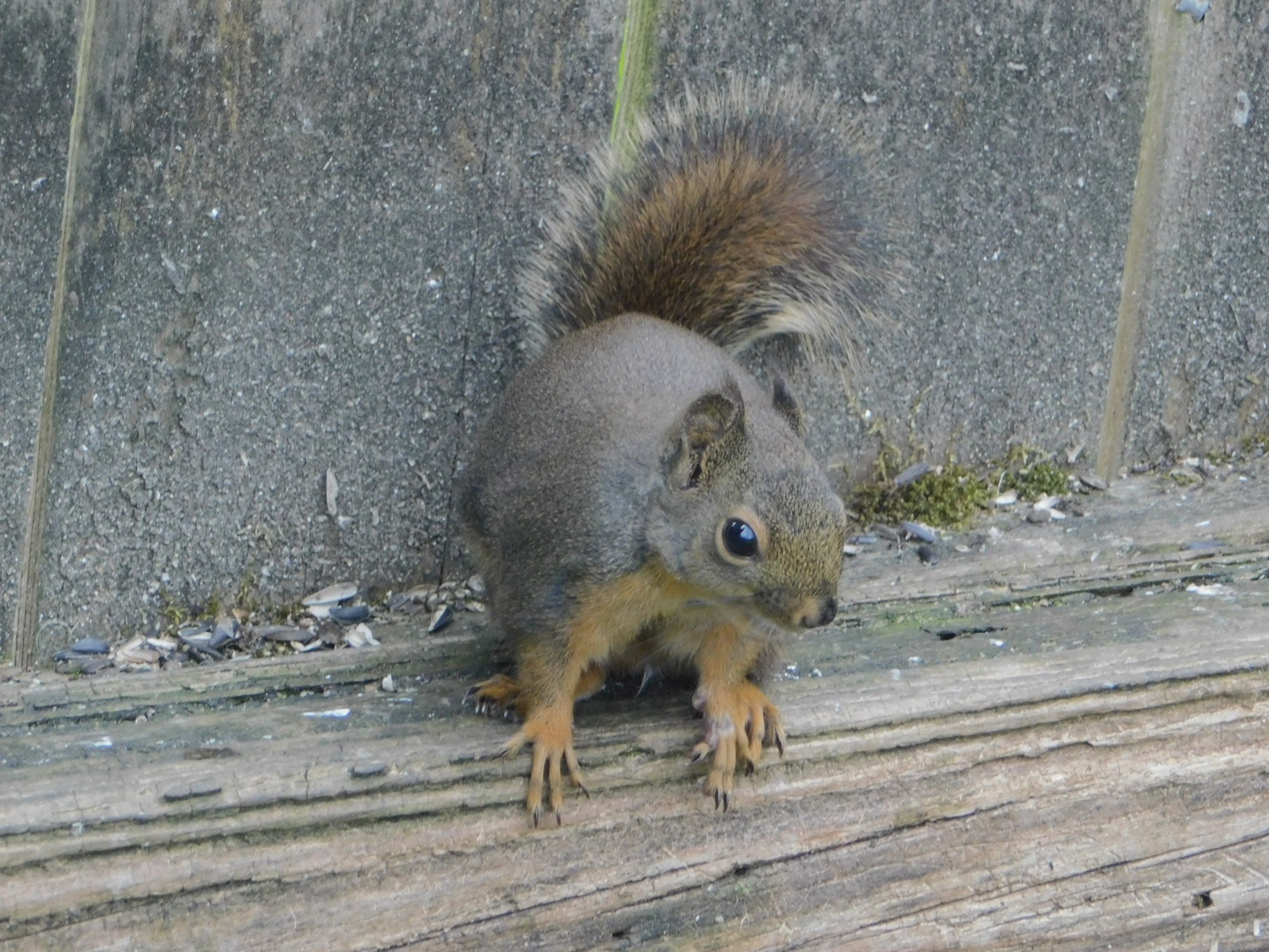 Solve Goofy squirrel jigsaw puzzle online with 130 pieces