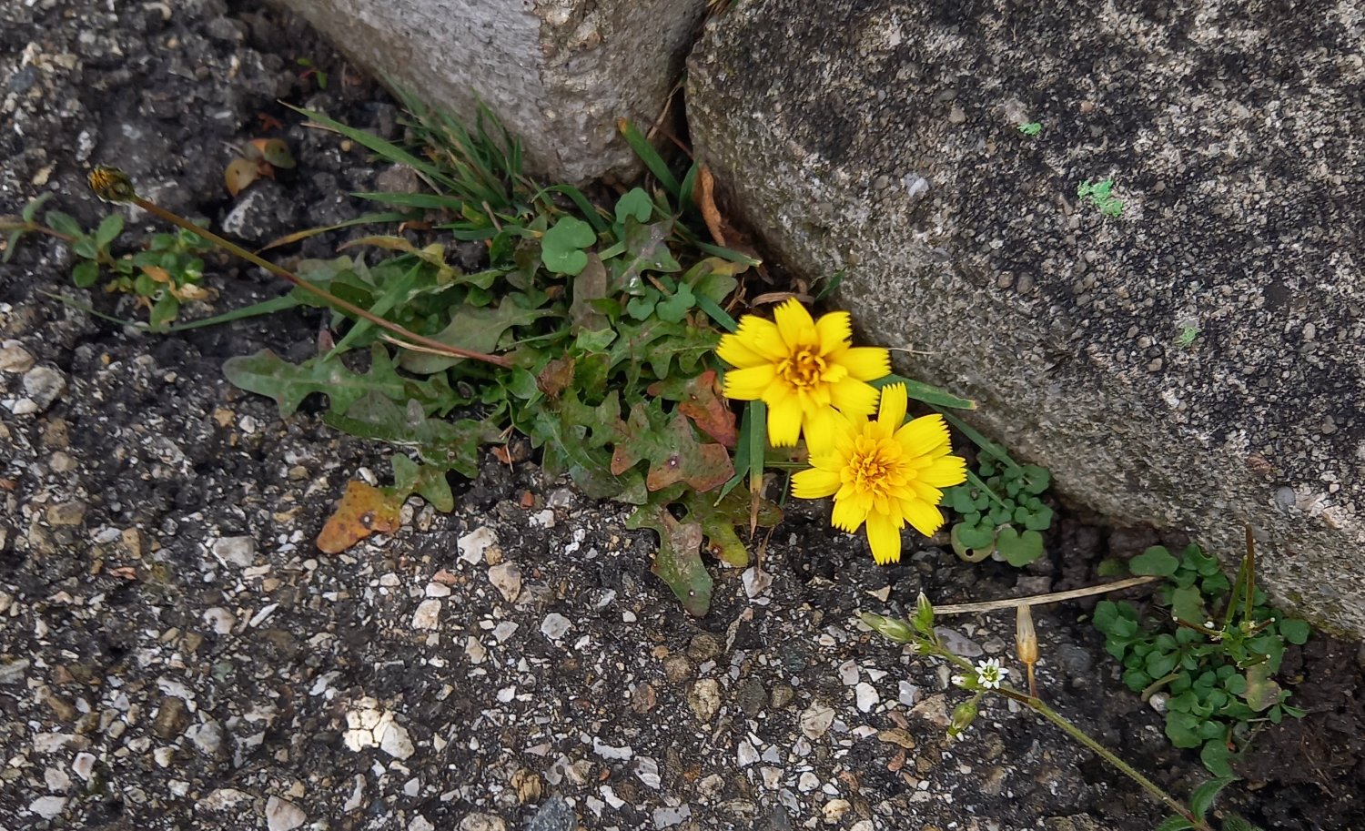 Solve Urban Biodiversity jigsaw puzzle online with 28 pieces