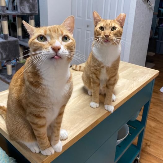 Solve double ginger jigsaw puzzle online with 64 pieces