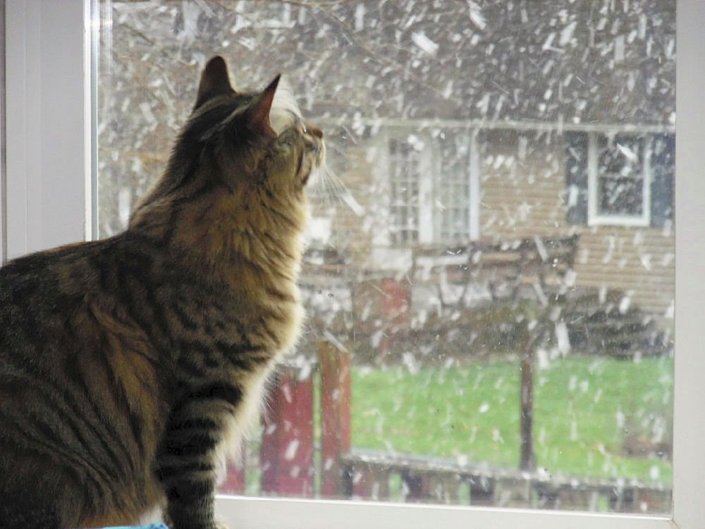 Solve Squirmy Watching First Snowfall of the Season jigsaw puzzle ...