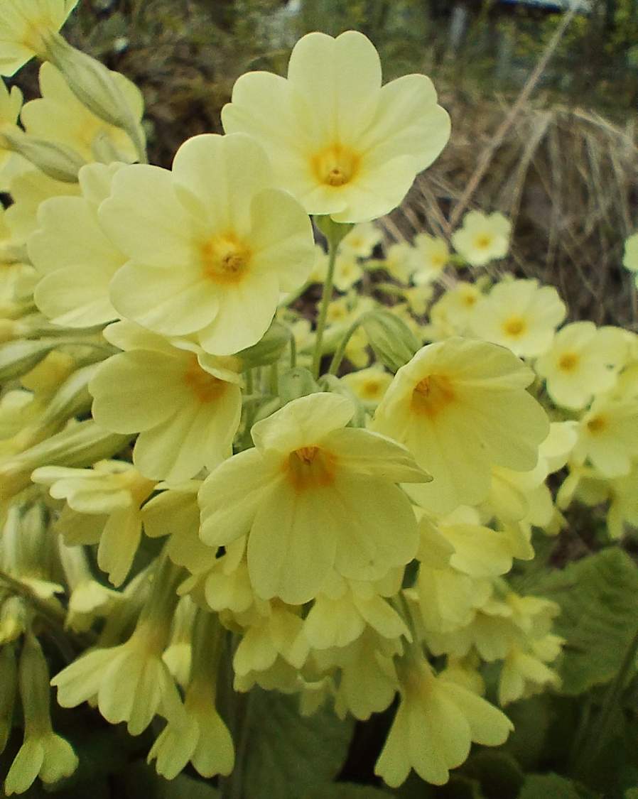 Solve Cowslip / Primula veris jigsaw puzzle online with 48 pieces